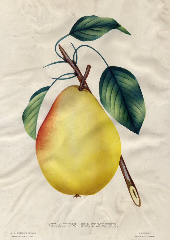 Thaddeus Clapp, 1811-1861 - Dorchester Atheneum