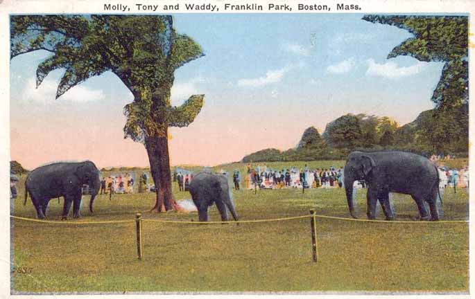 Elephants Molly, Tony and Waddy - Dorchester Atheneum
