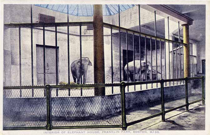 Elephant House - Dorchester Atheneum